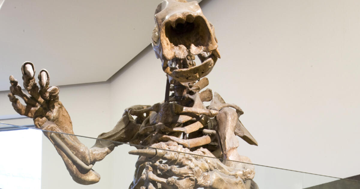 Lestodon: Prehistoric Ground Sloths