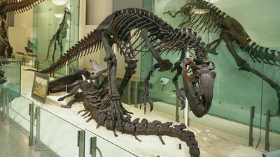 Allosaurus Fossil Cast | American Museum of Natural History