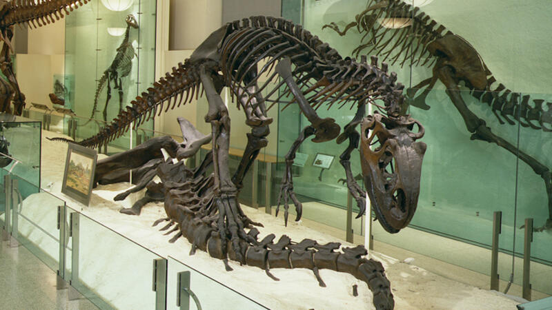 Allosaurus Fossil Cast | American Museum of Natural History