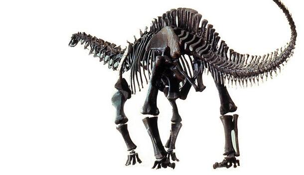 Apatosaurus Fossils Found