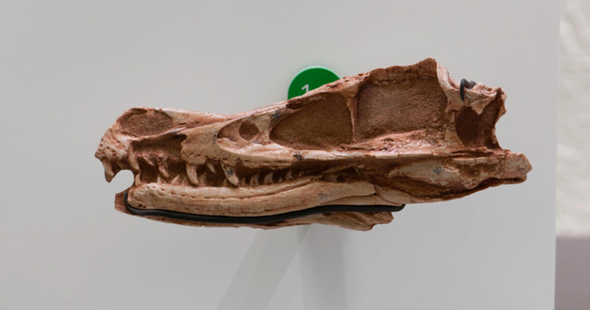 Velociraptor Fossils