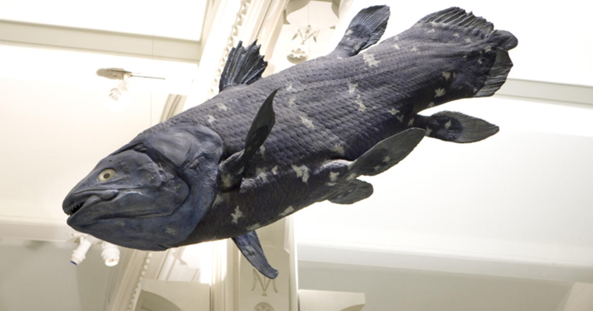 Coelacanth | AMNH