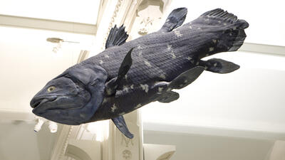 Coelacanth | AMNH