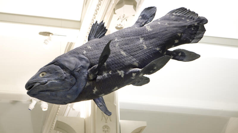 Coelacanth | AMNH