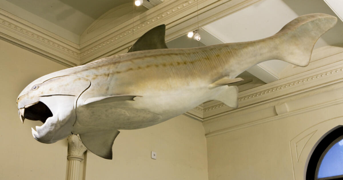 Dunkleosteus Skeleton