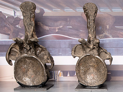 Sauropod Fossils | AMNH