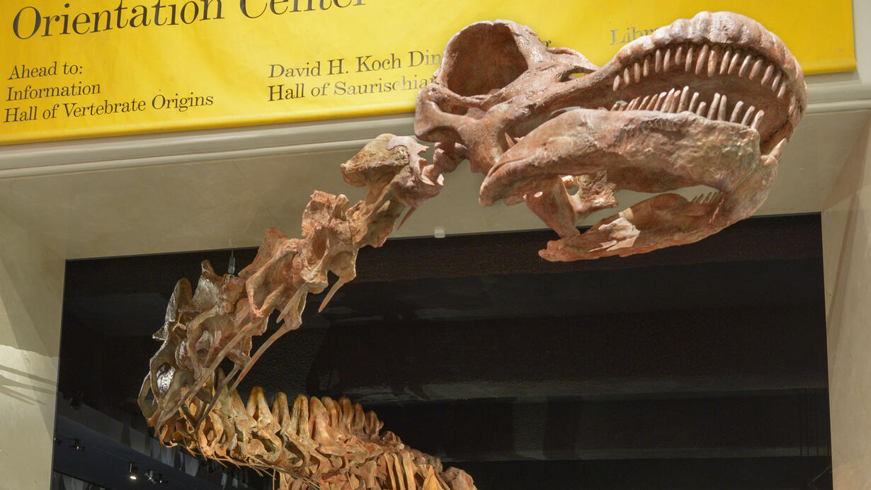 The Titanosaur: One of the Largest Dinosaurs | AMNH