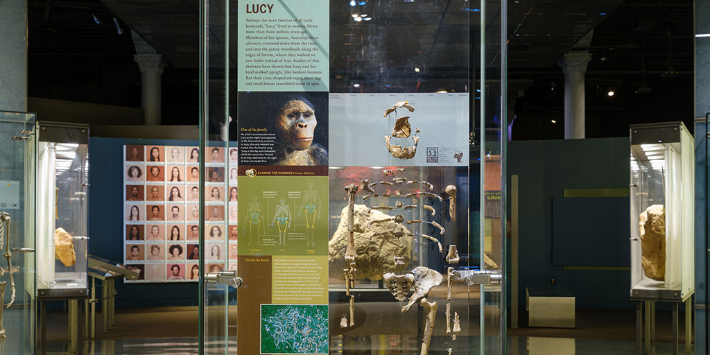 Lucy | AMNH