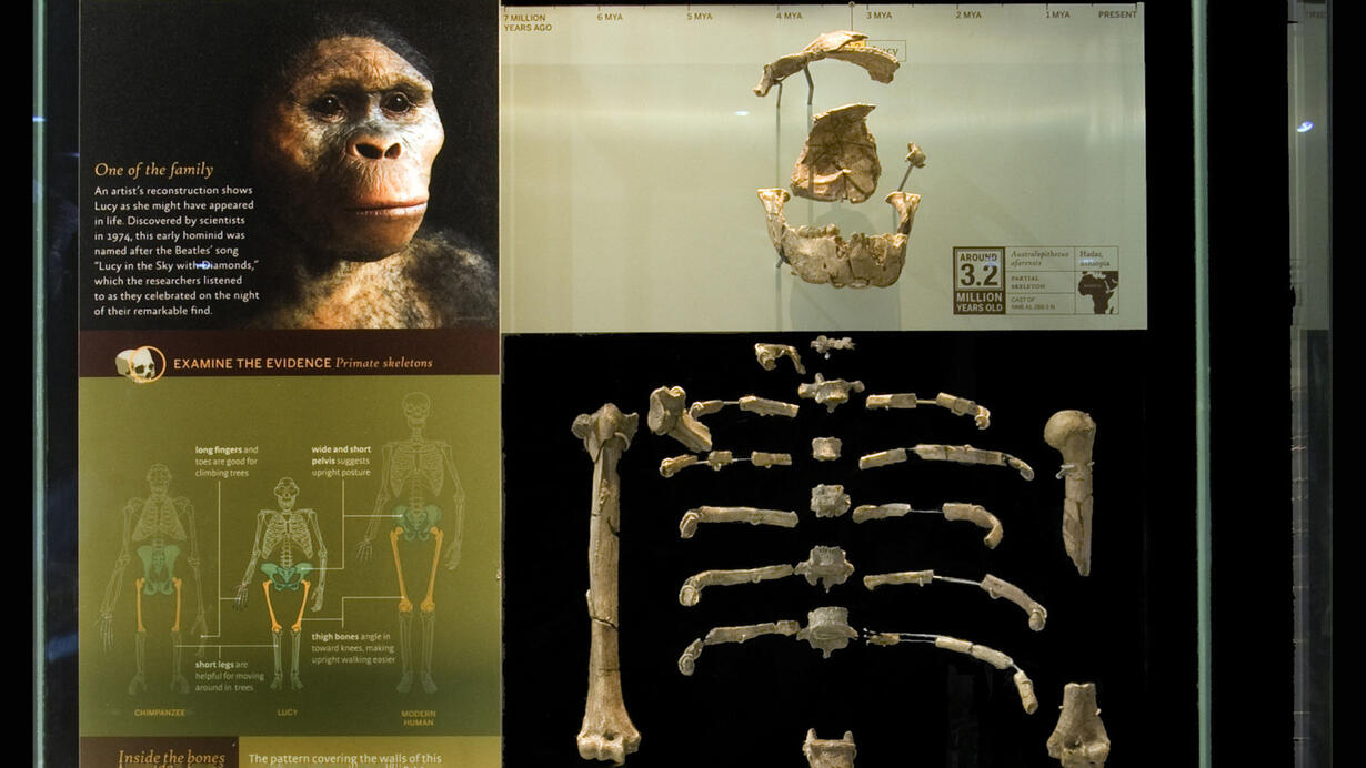 Lucy | AMNH