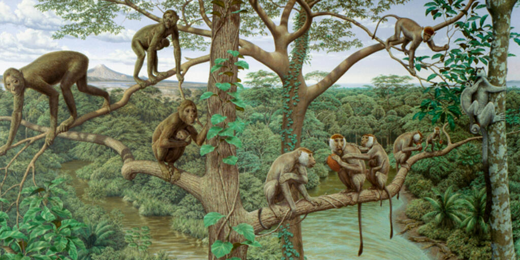 Primates Evolution