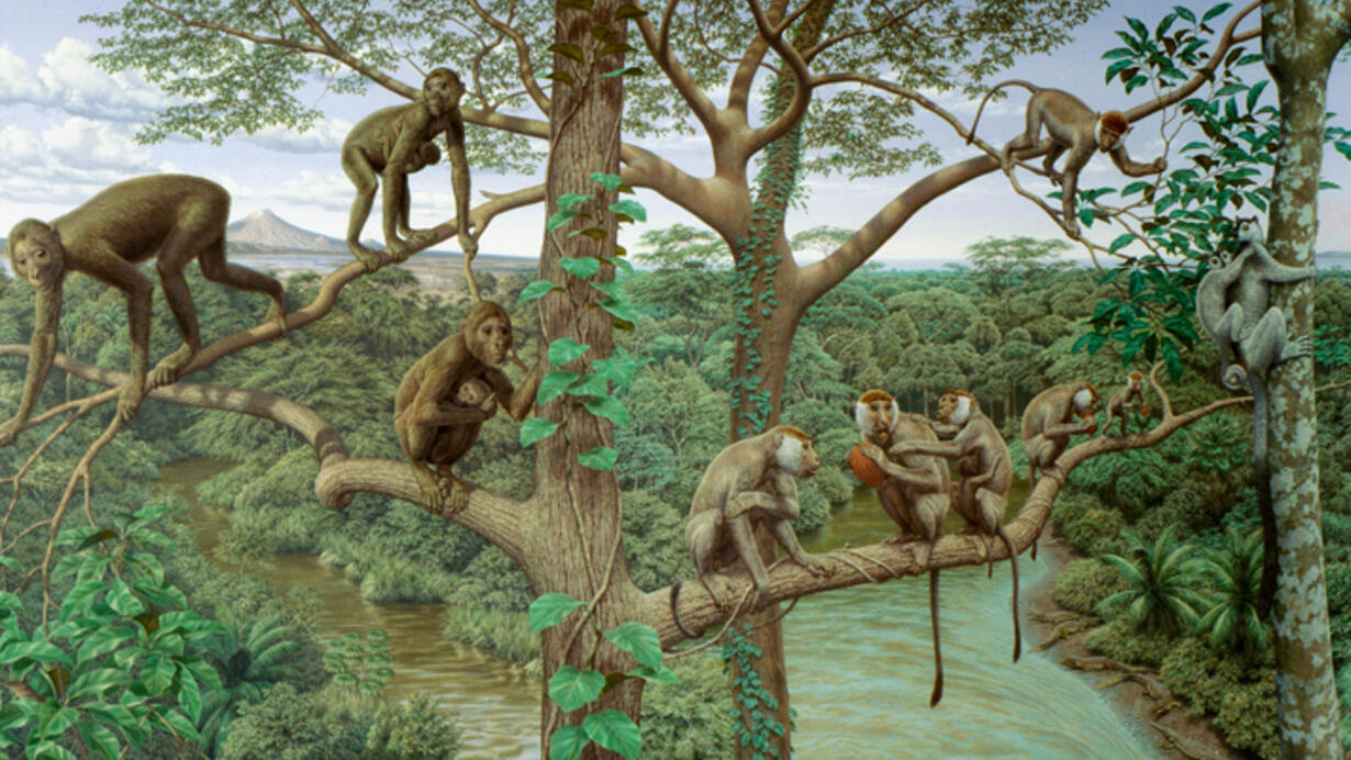 Mural of Primate Evolution | AMNH