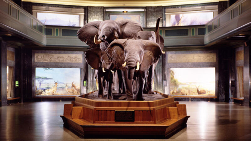 African Wildlife | AMNH