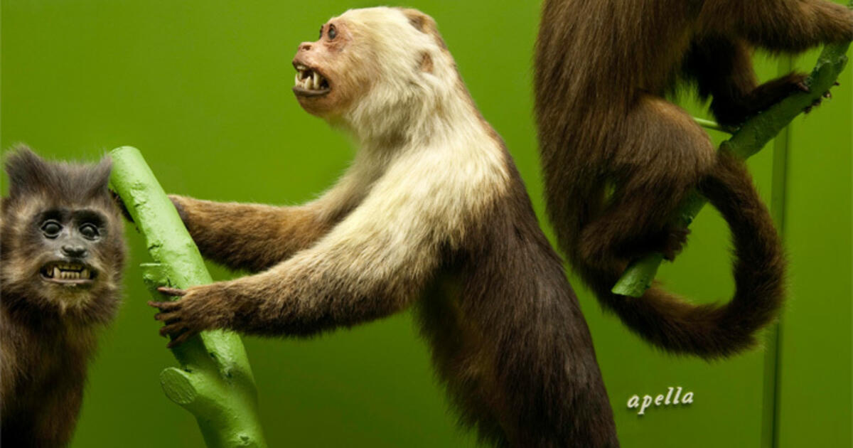 Capuchin Monkey | AMNH