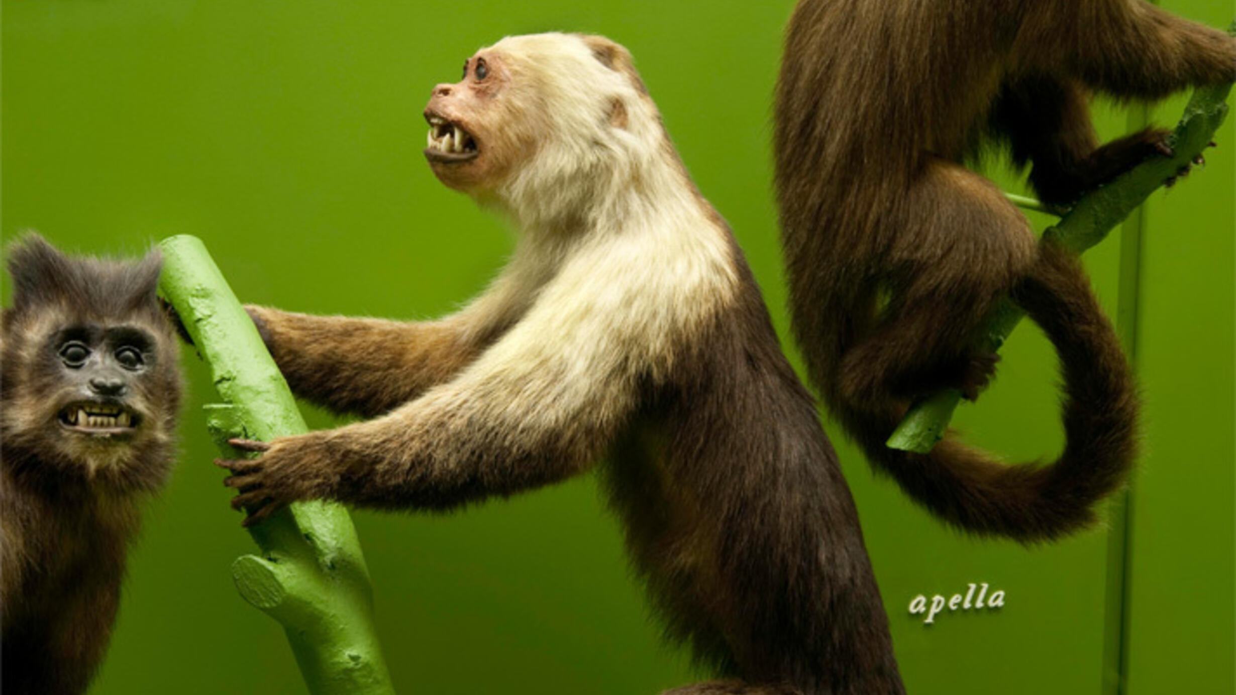 Capuchin Monkey | AMNH