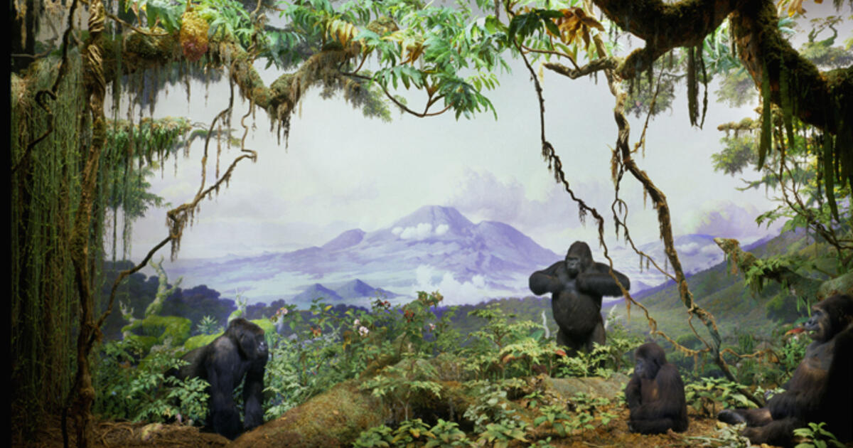 Museum Of Natural History Dioramas