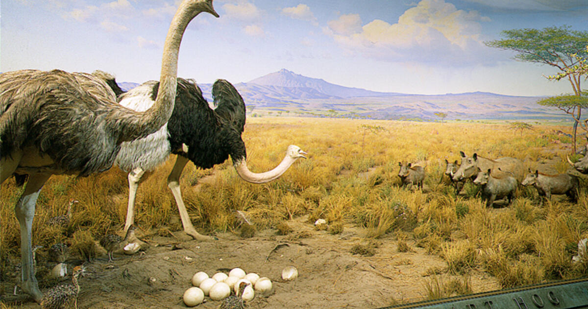 Ostrich | AMNH