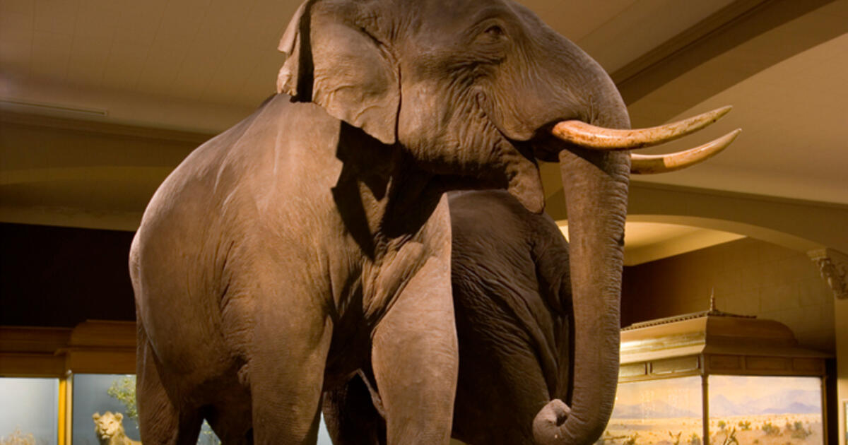 Asian Elephant | AMNH