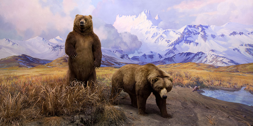 Alaska Brown Bear Diorama | American Museum of Natural History