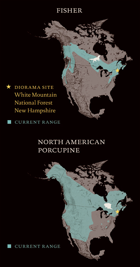 Fisher and Porcupine