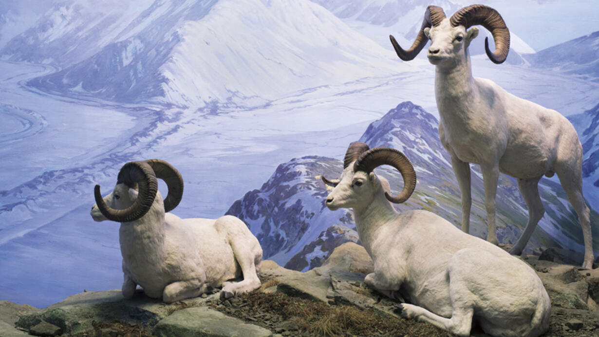 Dall Sheep | AMNH