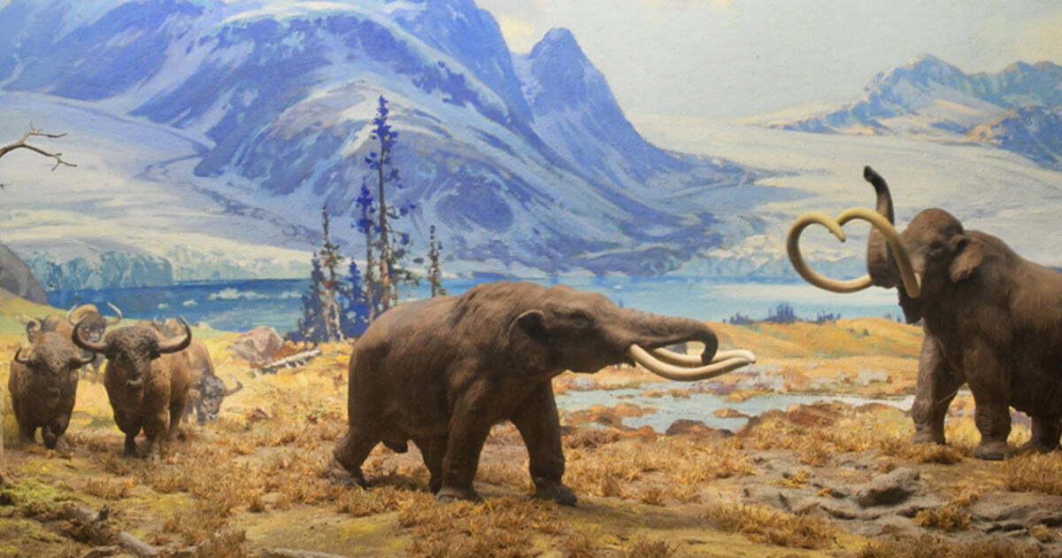 Ice Age Animals, Alaska | AMNH