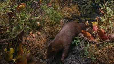 American Mink | AMNH