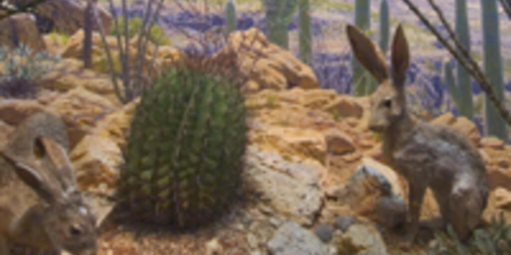 Jack Rabbits In The Desert