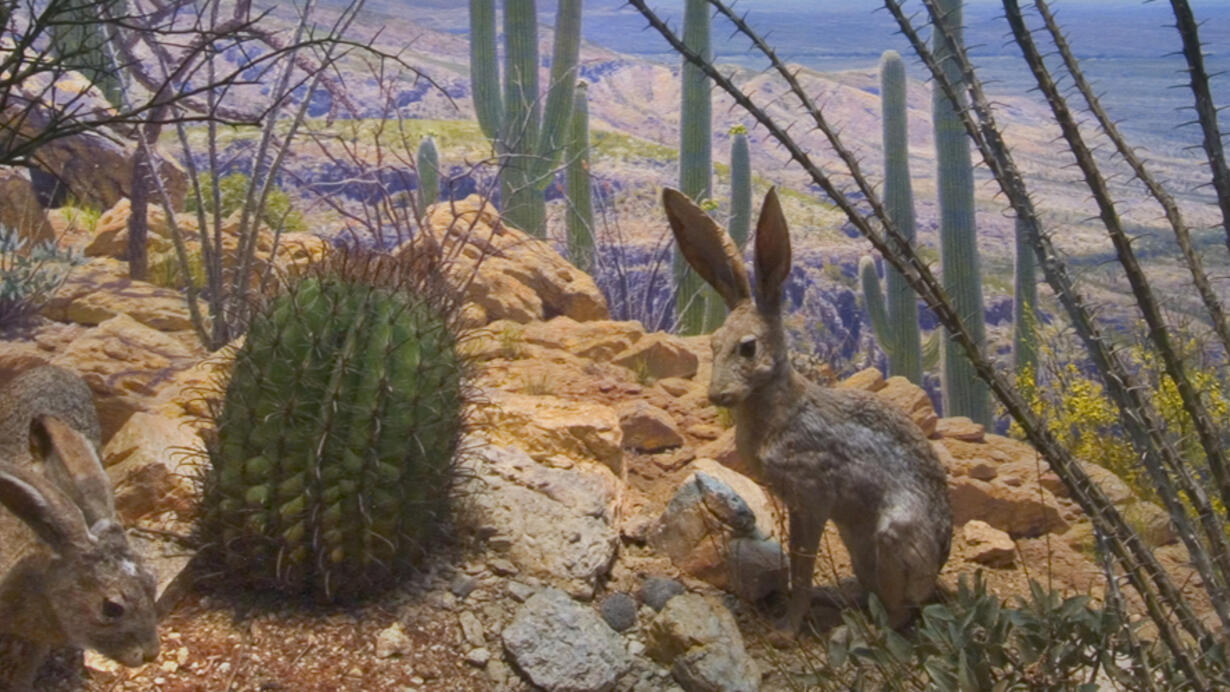 Black-Tailed and Antelope Jackrabbits | AMNH