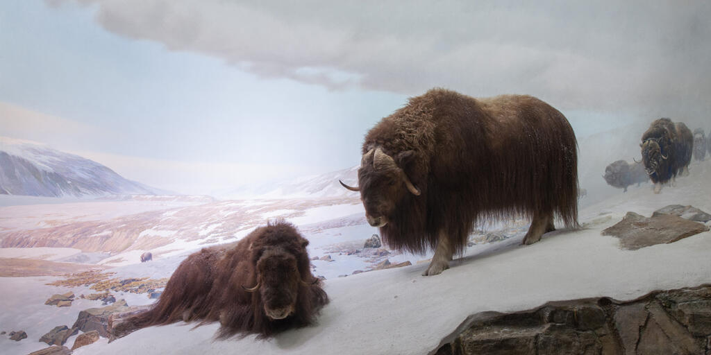 Tundra Musk Ox
