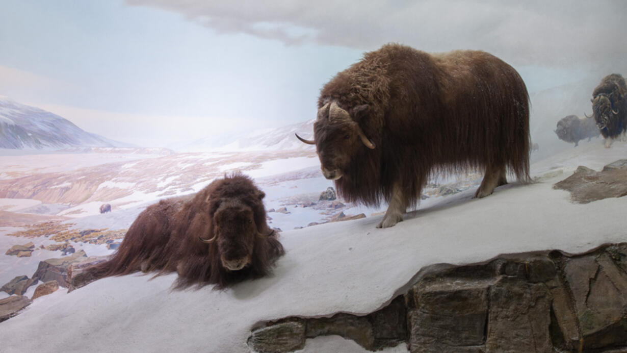 Musk Ox | AMNH