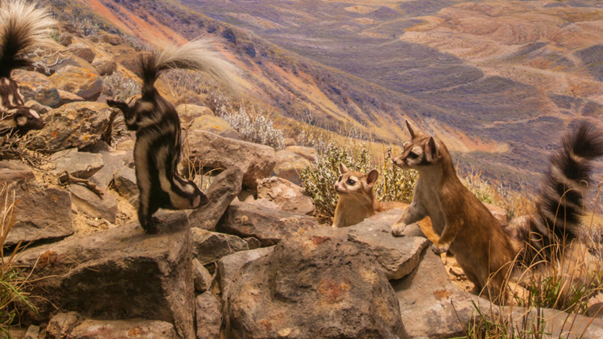Spotted Skunk and Ringtail (Cacomistle) | AMNH