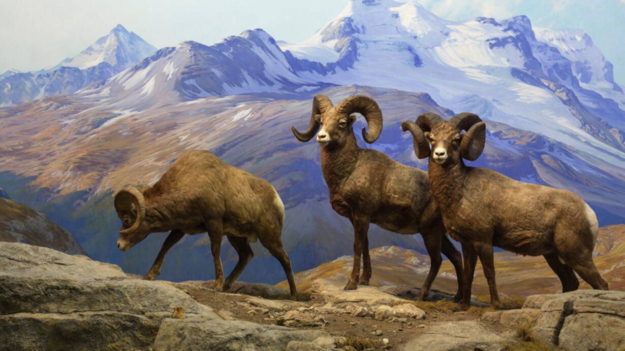 Bighorn Sheep | AMNH