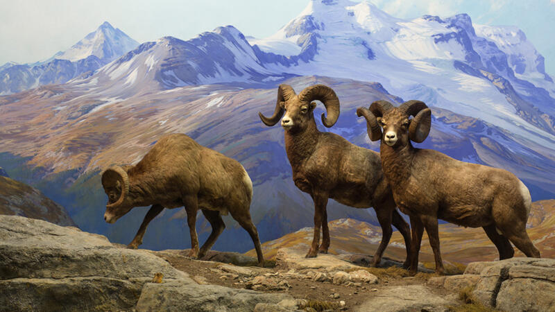 Bighorn Sheep | AMNH