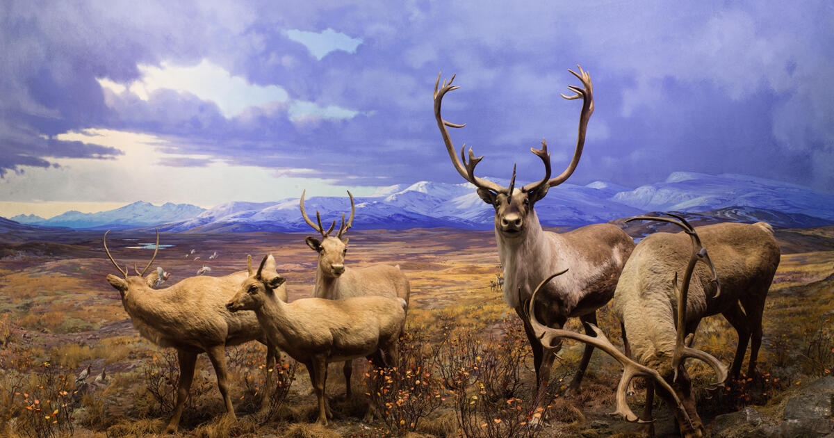 Caribou | AMNH