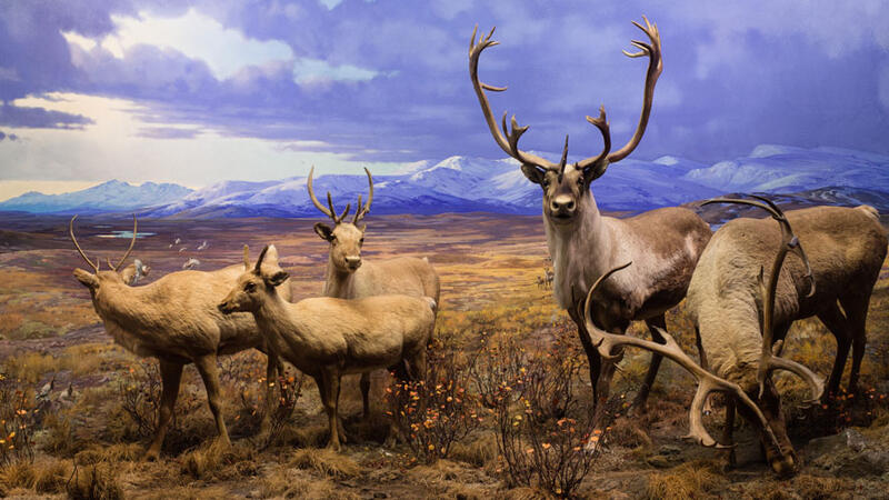 Caribou | AMNH