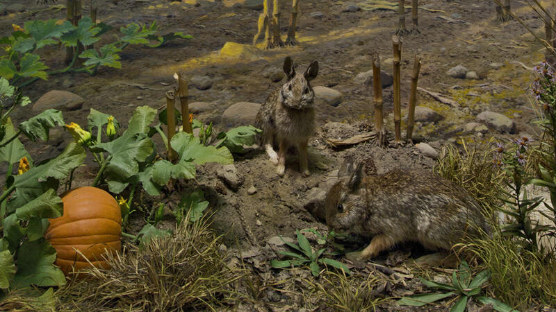 Eastern Cottontail | AMNH