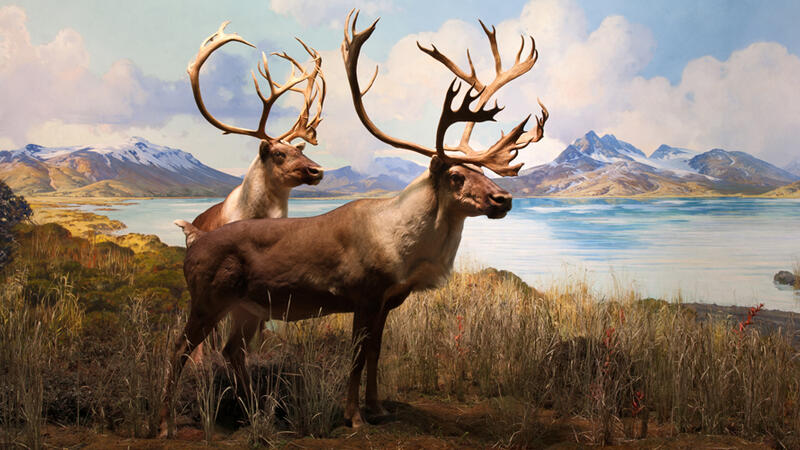 Caribou | AMNH