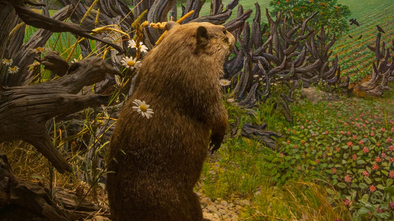 Groundhog | AMNH