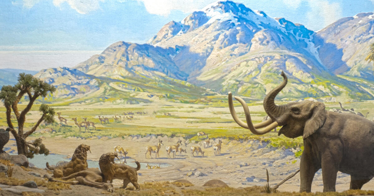 Ice Age Animals, California | AMNH