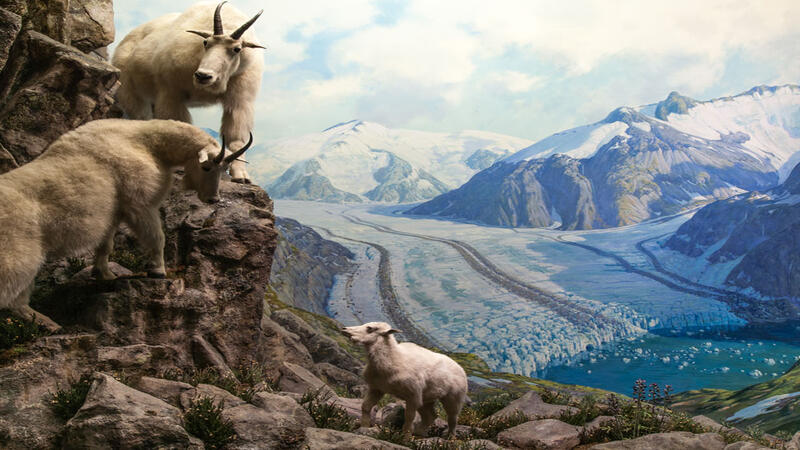 Mountain Goat | AMNH