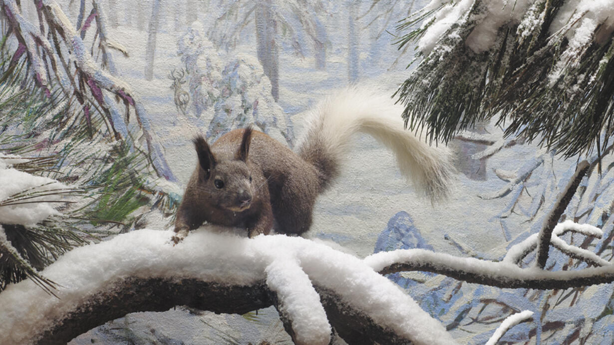 Abert’s Squirrel | AMNH
