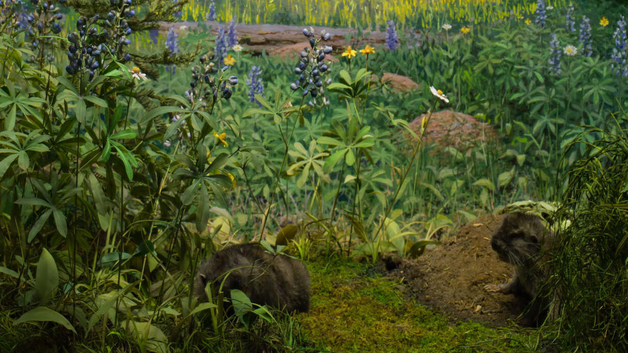 Sewellel (Mountain Beaver) | AMNH