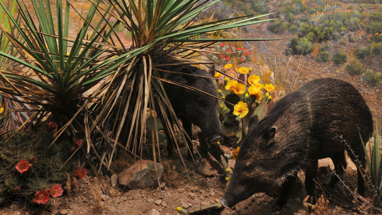 Collared Peccary | AMNH