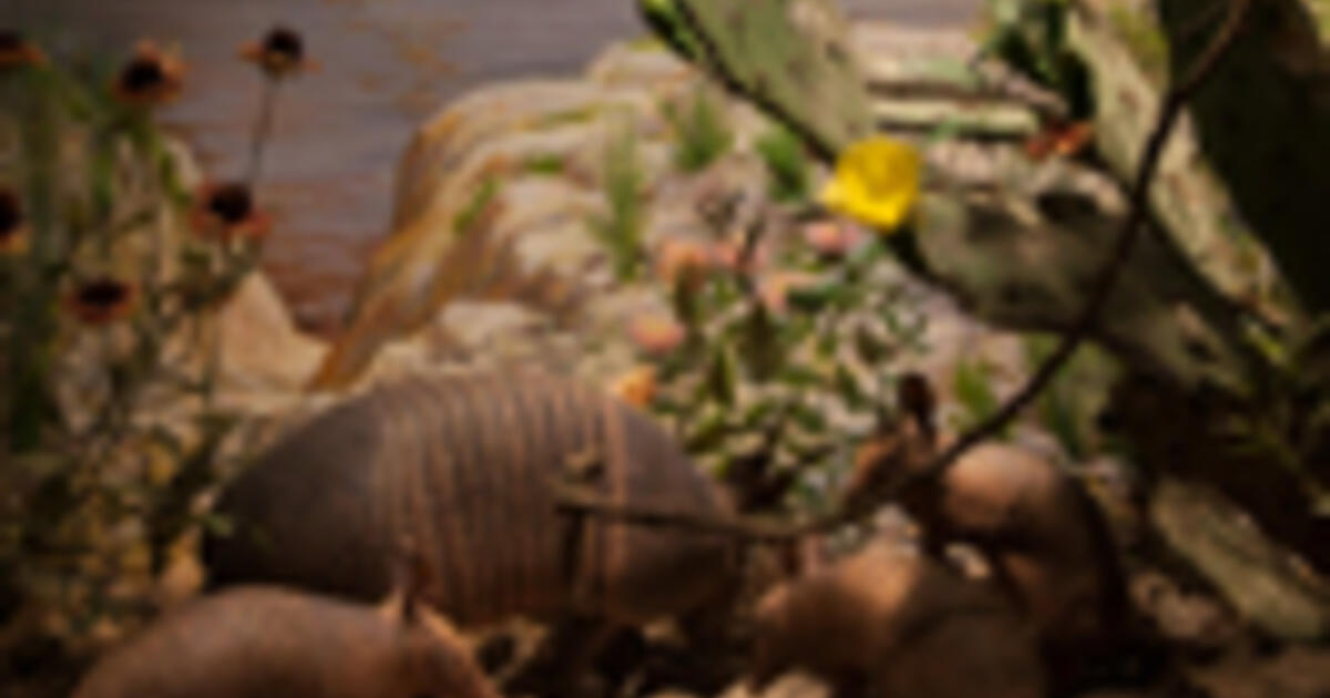 onerepublic armadillo