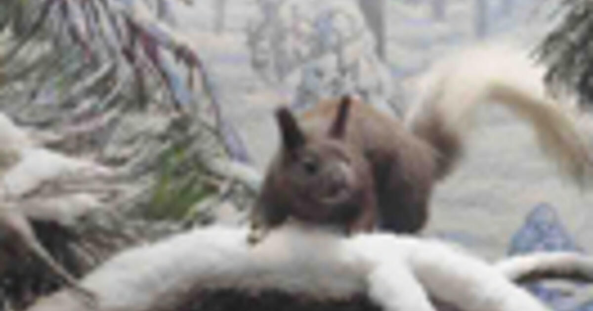 Abert’s Squirrel | AMNH