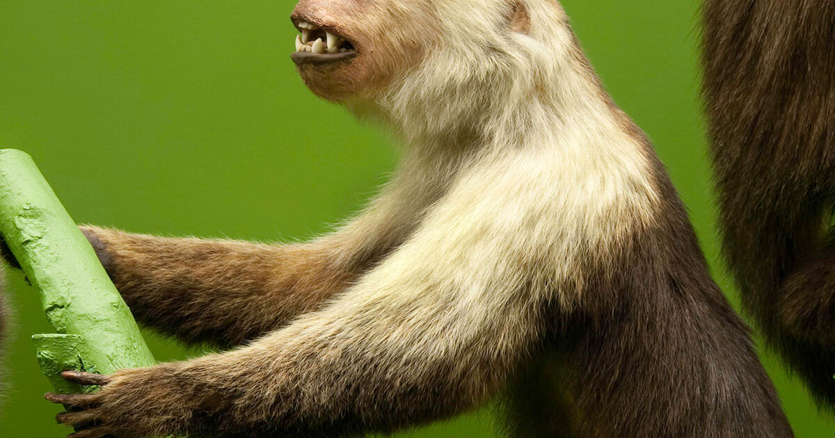 Capuchin Monkey | AMNH