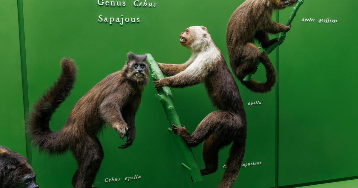 are capuchin monkeys extinct