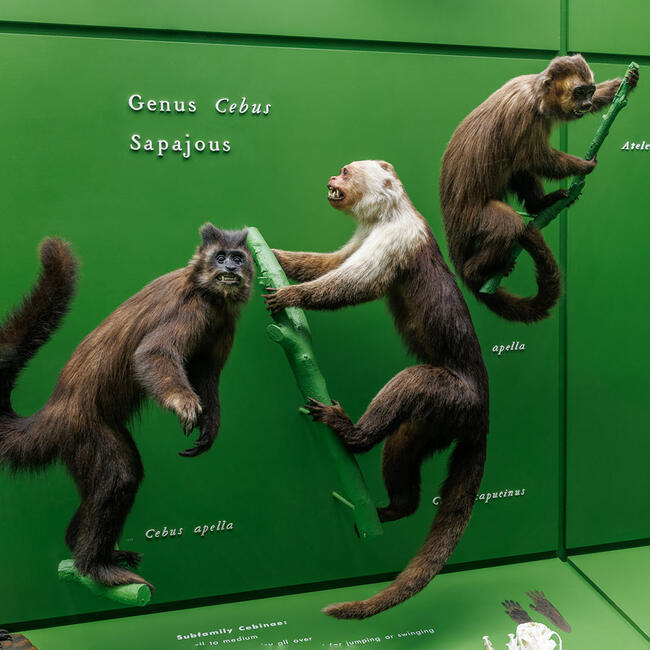 Night at the Museum | AMNH