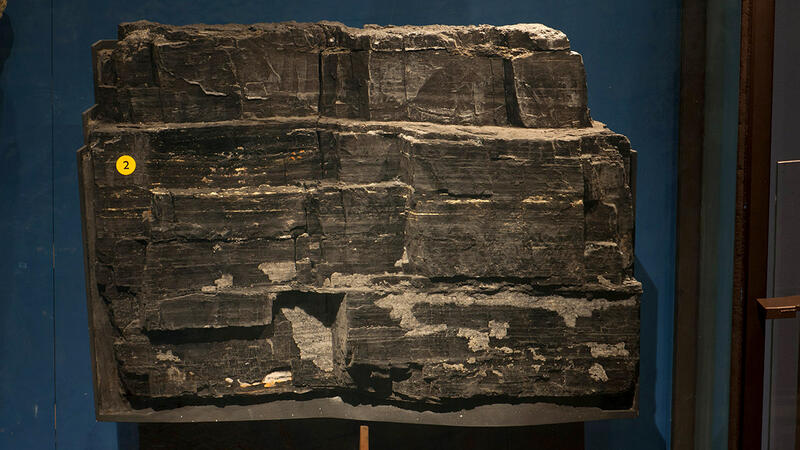 Coal | AMNH
