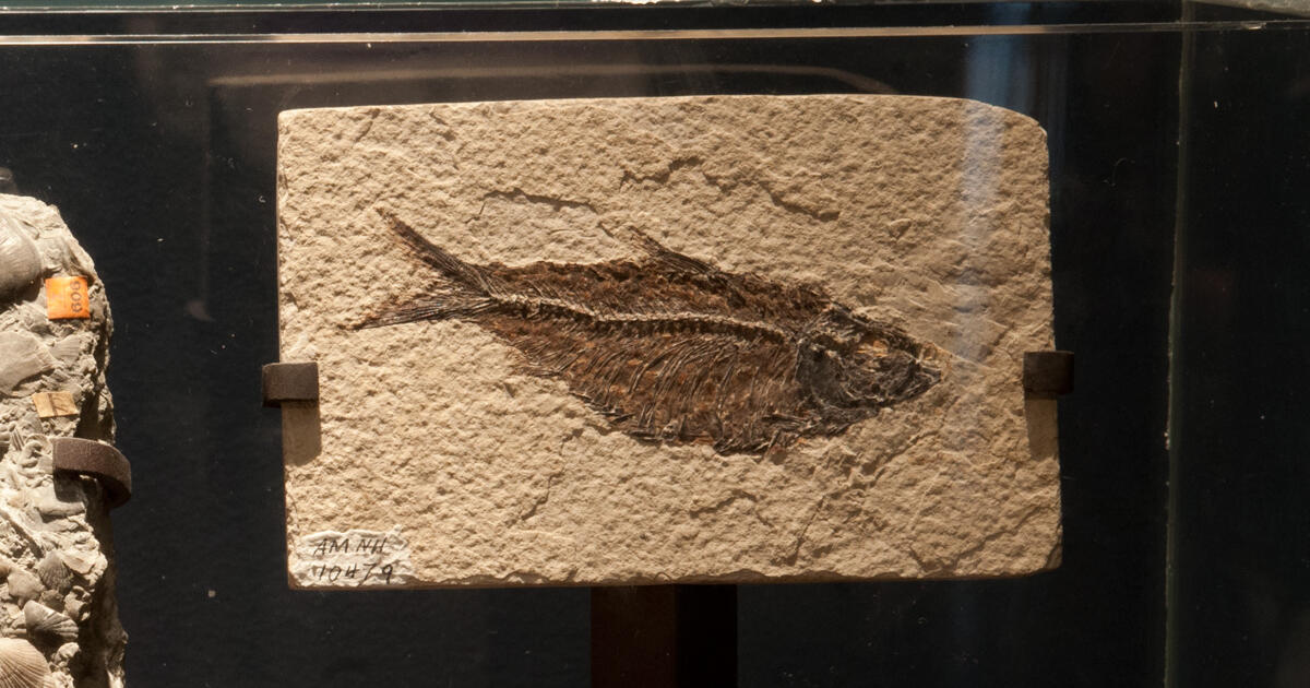 Fossil fish | AMNH